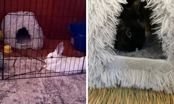 DIY Rabbit Bed: How to Create a Cozy Space for Your Bunny