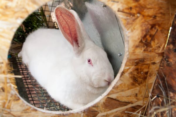 Understanding the Importance of Rabbit Nest Box in Rabbit Care
