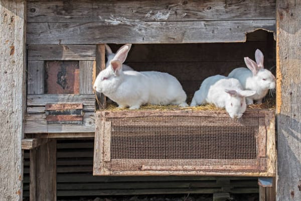 DIY Rabbit Nesting Box: Step-by-Step Instructions for Beginners
