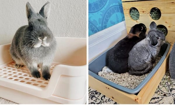 Litter Box for Rabbit: The Benefits of Litter Training and How to Do It ...