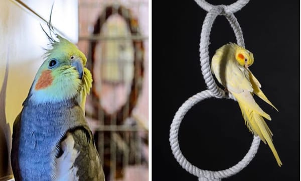 How to Make DIY Cockatiel Toys: Easy and Affordable Ideas