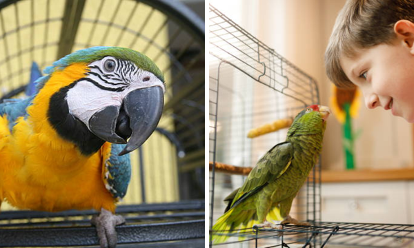 Everything You Need to Know About Parrot Cages