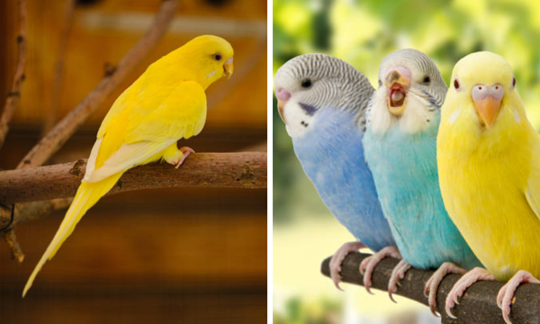 The Lutino Parakeet: A Ray of Sunshine in the Avian World