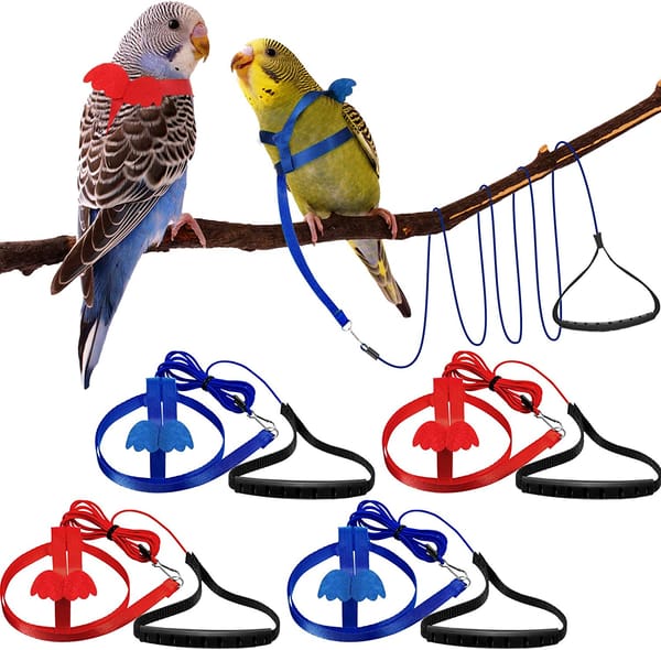 Parakeet Harness: How to Harness-Train Your Parakeet For Outdoor