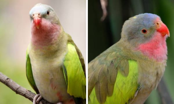 The Enchanting Princess of Wales Parakeet: A Bird Lover's Delight