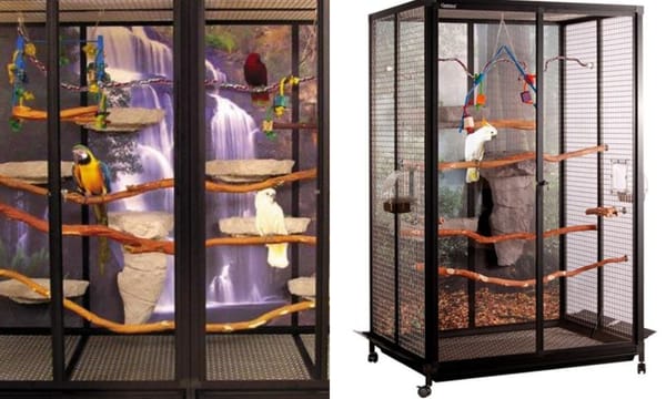 Everything You Need to Know About Parrot Cages