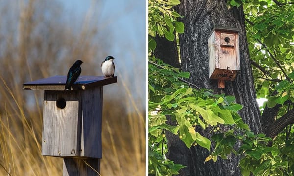 Nurturing Nature: The Benefits of Nesting Boxes For Birds