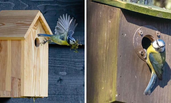 Nurturing Nature: The Benefits of Nesting Boxes For Birds