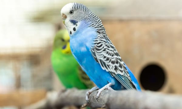 The Best Parakeet Nesting Box – A Comprehensive Review for 2025