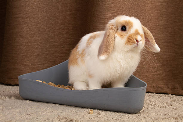 Rabbit Litter Box: Top 3 Litter Boxes That Make House Training a Breeze