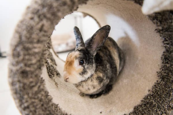 DIY Rabbit Bed: How to Create a Cozy Space for Your Bunny